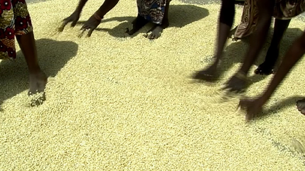 Como descascar, selecionar e secar milho | Access Agriculture