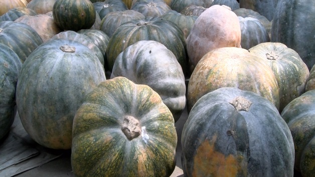 Sorting and storing pumpkins | Access Agriculture
